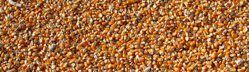 Popcorn Kernels: Shapes, Colors, and Types – Popped! Republic