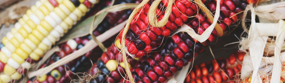 The 4 Types of Corn: Which Is Best for Snacking? – Popped! Republic